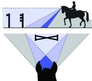 How does the horse see? – Cavalli & Cavalieri