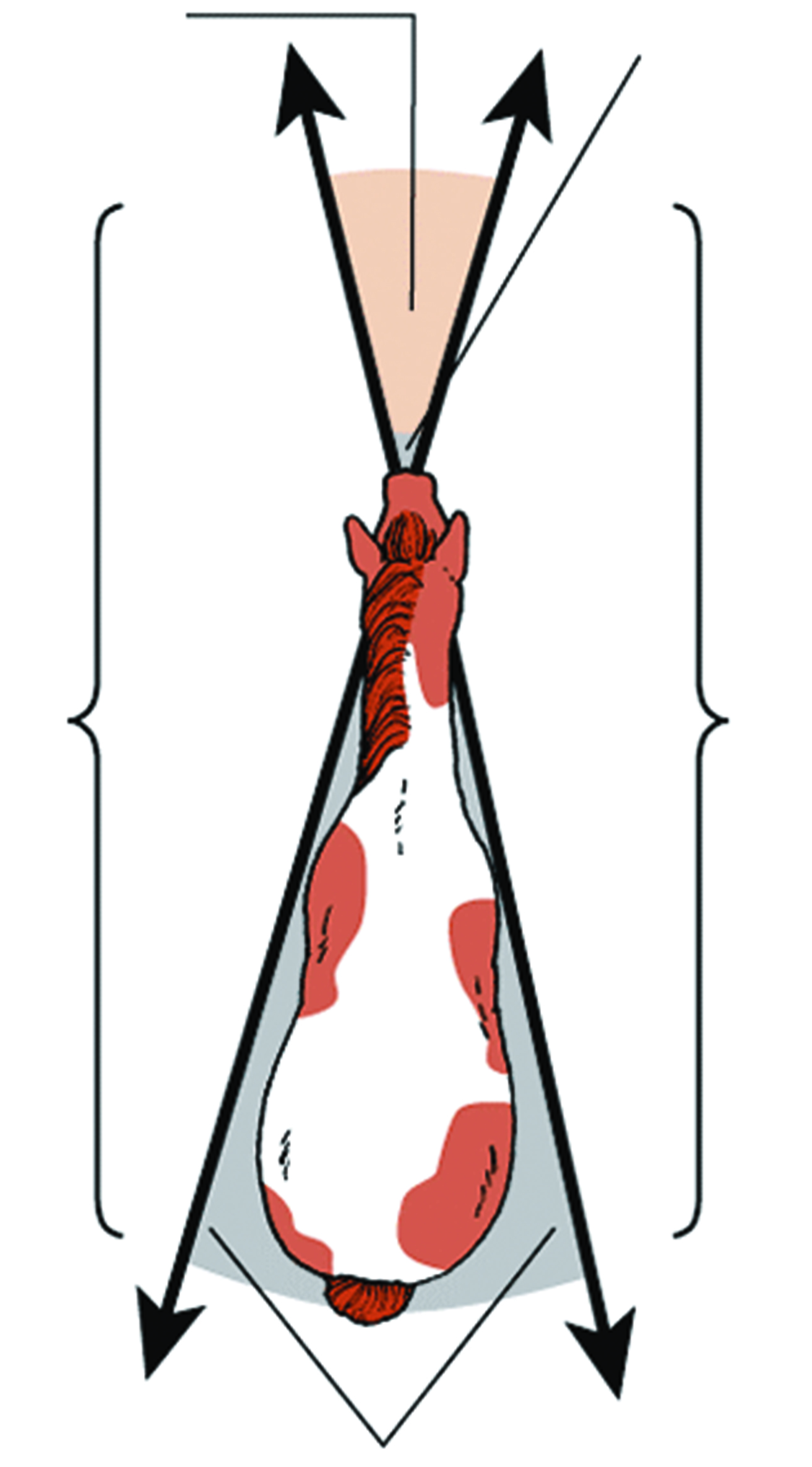 How does the horse see? – Cavalli & Cavalieri