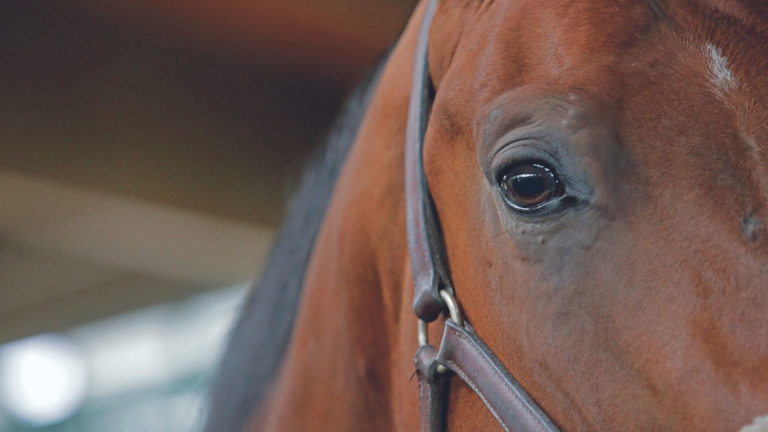 Come vede il cavallo? – Cavalli & Cavalieri