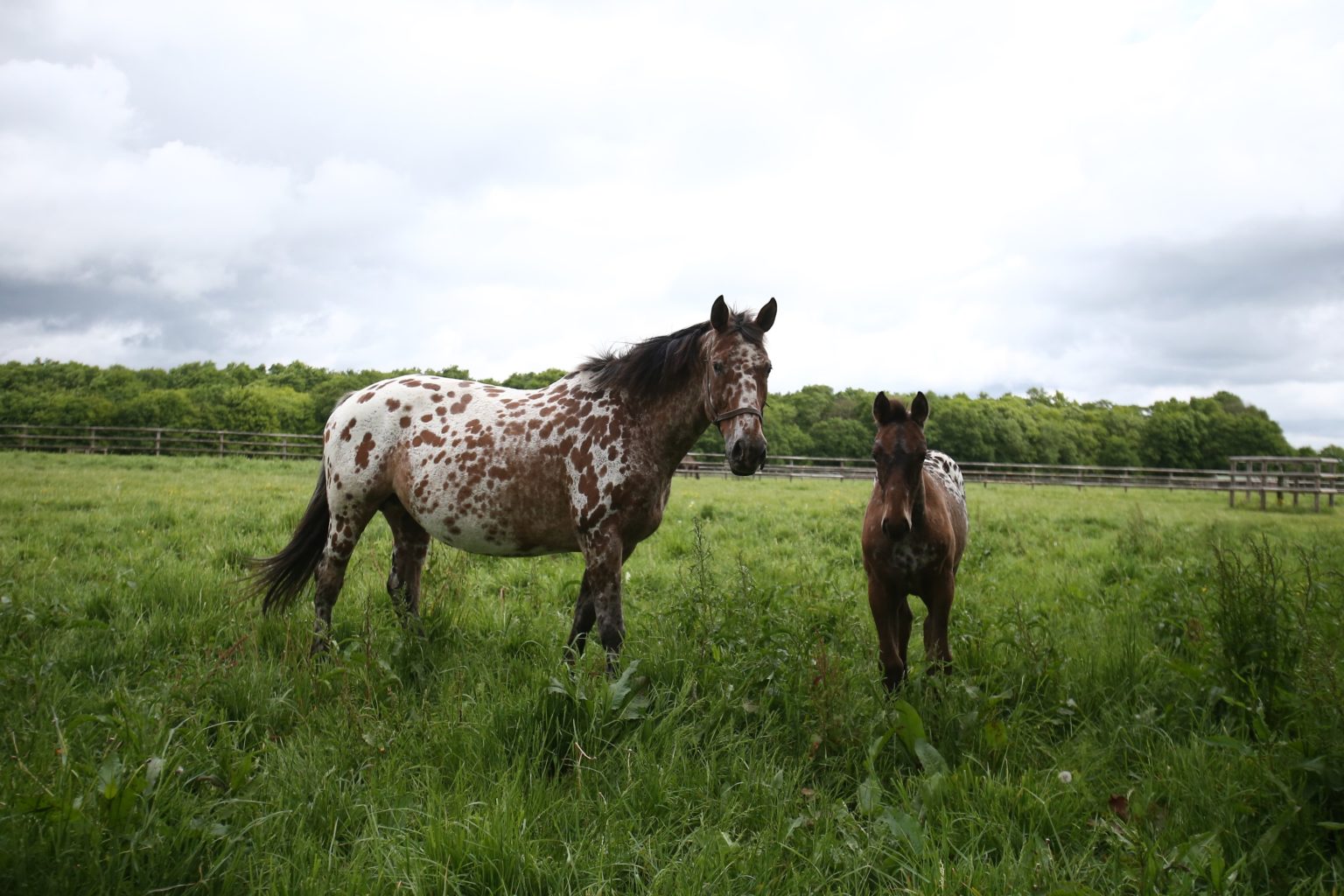 ALLEVAMENTO CAVALLI LE NORMATIVE – Cavalli & Cavalieri